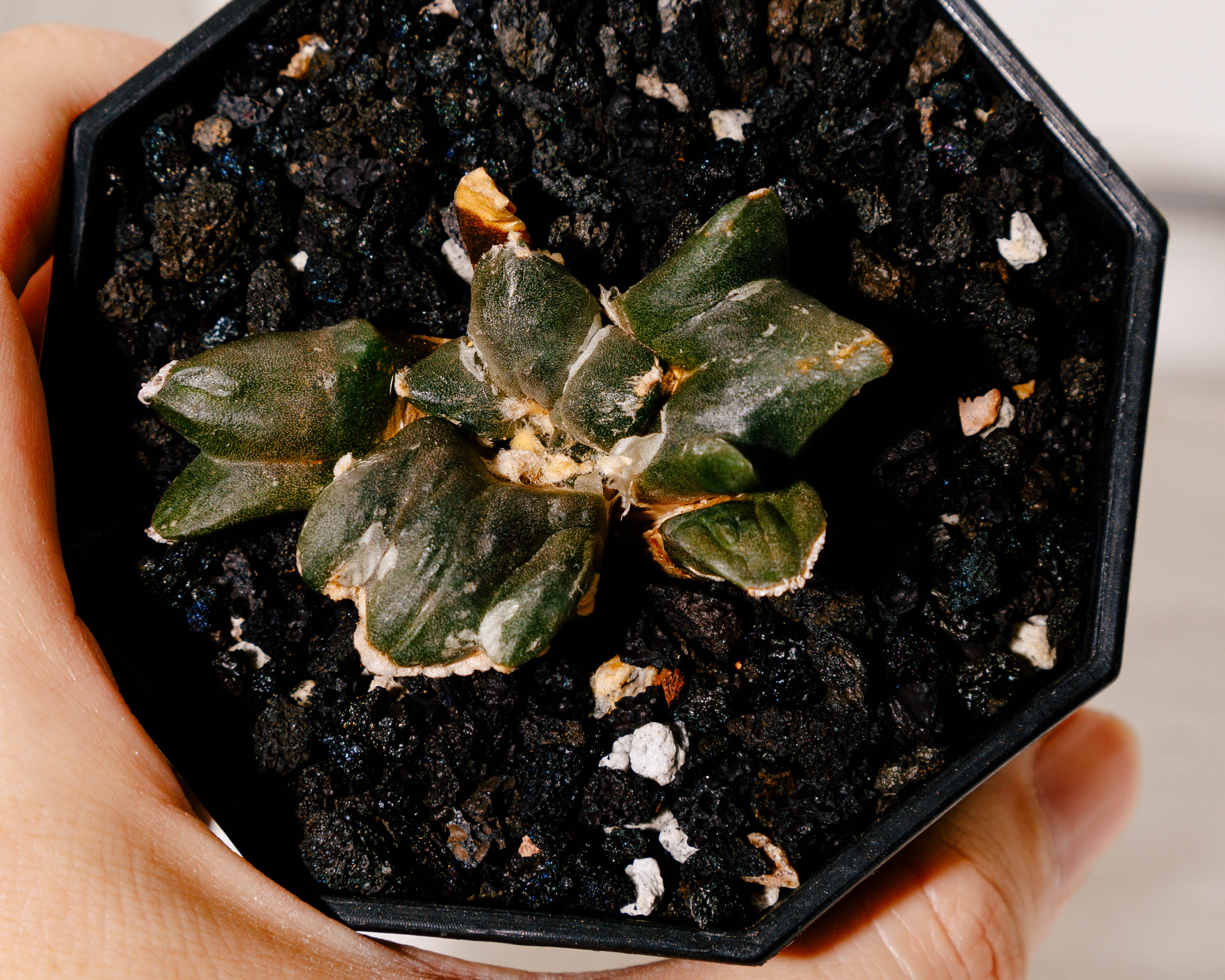 Ariocarpus retusus cv. Three Finger – DRY HEAT WORLD
