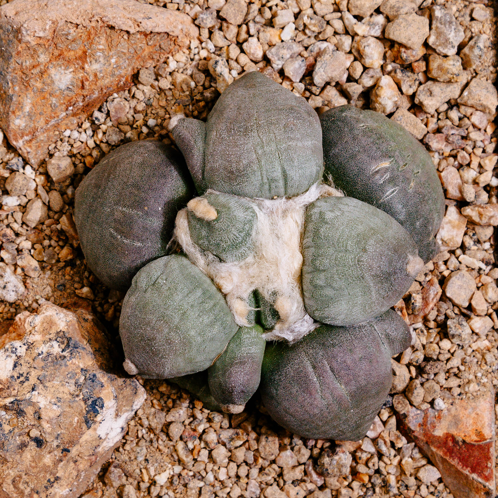 Ariocarpus cv. Maruibo Trifinger (Mituibo) – DRY HEAT WORLD